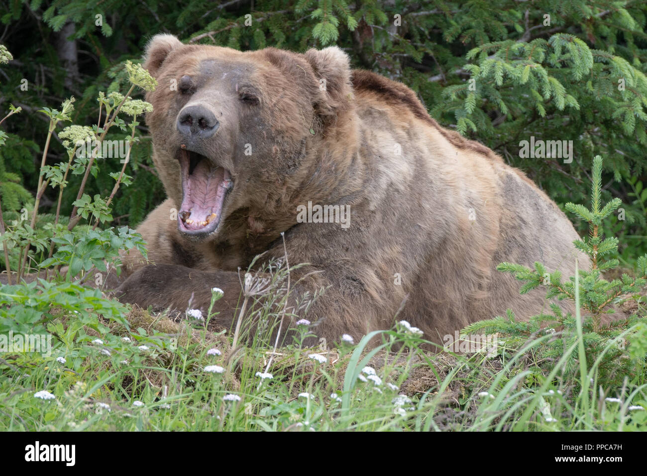 Yawn bear hi-res stock photography and images - Alamy
