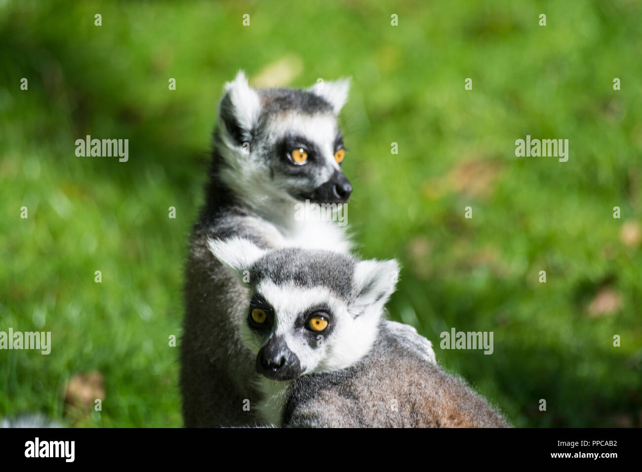 The ring-tailed lemur (Lemur catta) is a large strepsirrhine primate ...
