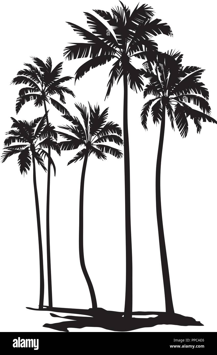Palms trees foliage in Stock Vector Images - Alamy