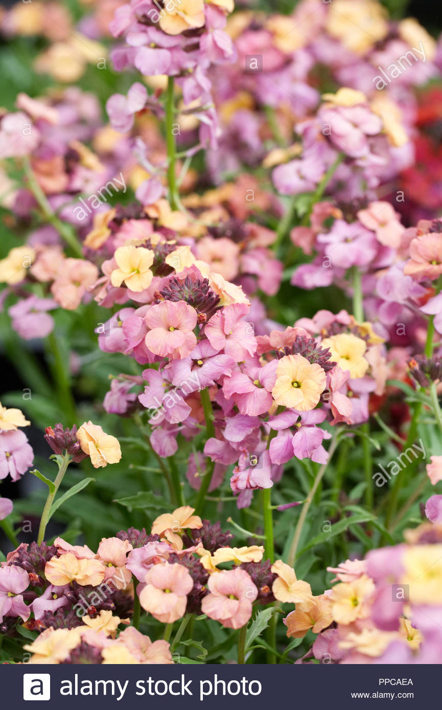 Erysimum Wallflowers High Resolution Stock Photography and Images - Alamy
