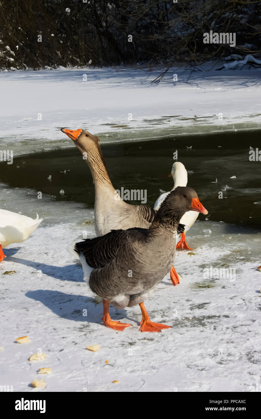 Geese eating bread hi-res stock photography and images - Alamy