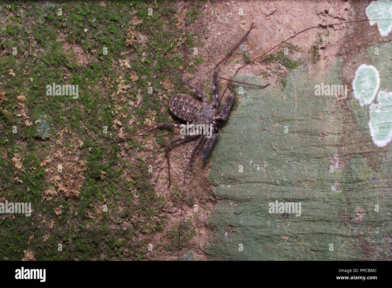 A tailless whip scorpion (Damon medius) on a tree trunk at night in ...