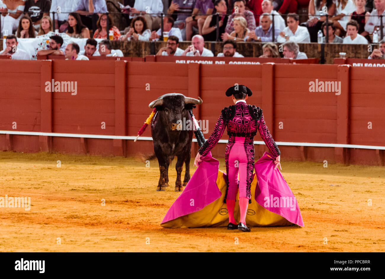 Bull stands in front of Matador, Torero or Toureiro in traditional ...