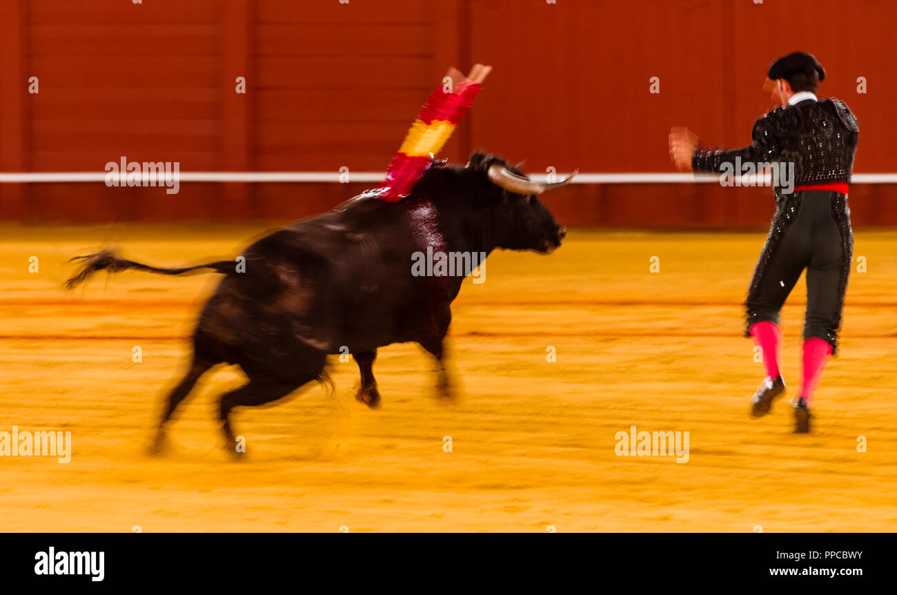 Bullfighting banderillero banderillas fighting bull hi-res stock ...