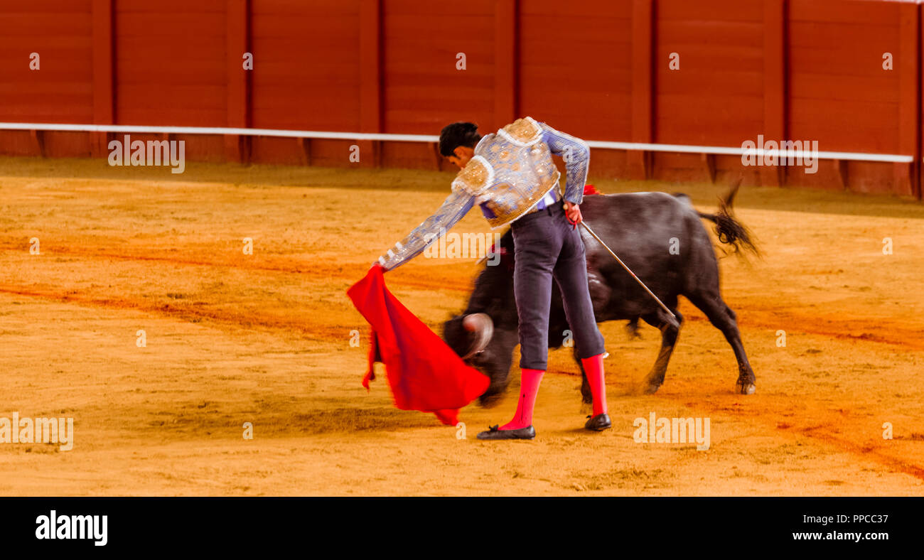 Racing bull with matador, torero or toureiro in traditional clothes ...