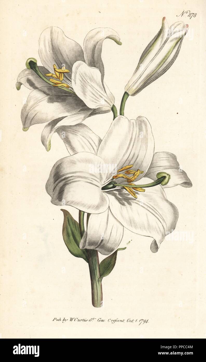 Madonna lily or white lily, Lilium candidum. Handcoloured copperplate ...