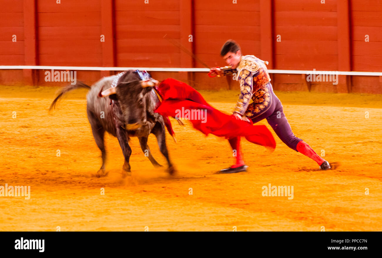 Racing bull with matador, torero or toureiro in traditional clothes ...