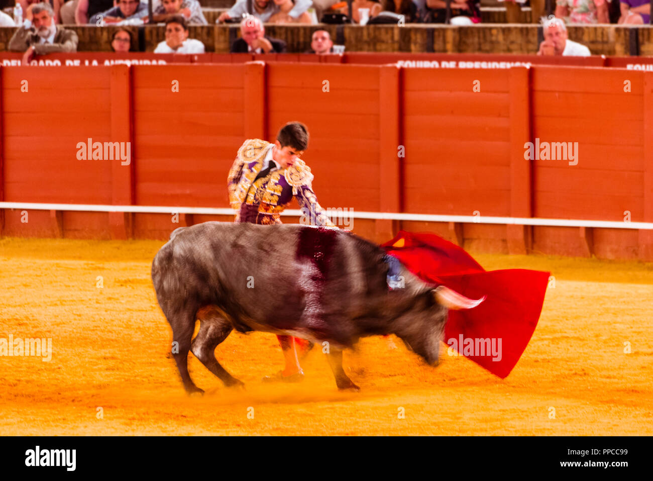 Racing bull with matador, torero or toureiro in traditional clothes ...