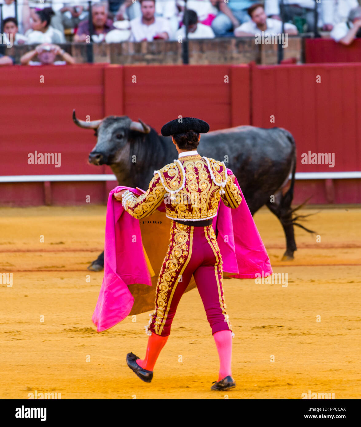 Bull stands in front of Matador, Torero or Toureiro in traditional ...