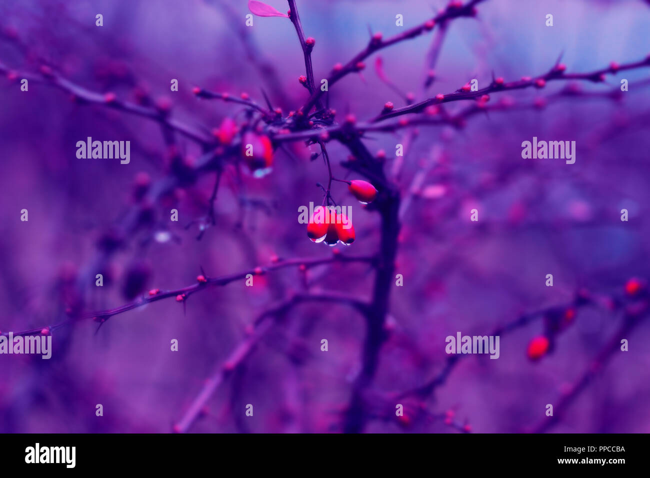Red barberry with rain drops. Nature background Stock Photo - Alamy