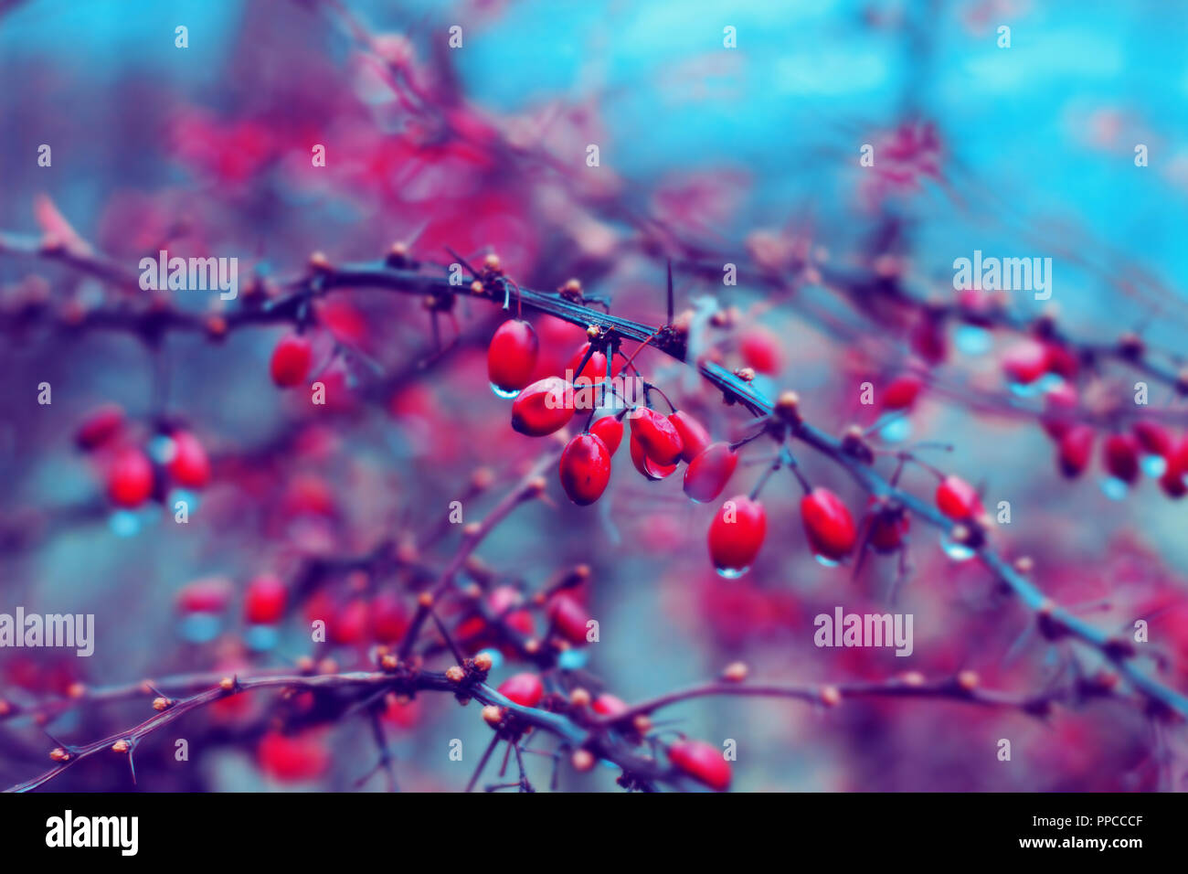 Red barberry with rain drops in fall. Autumn nature background Stock ...