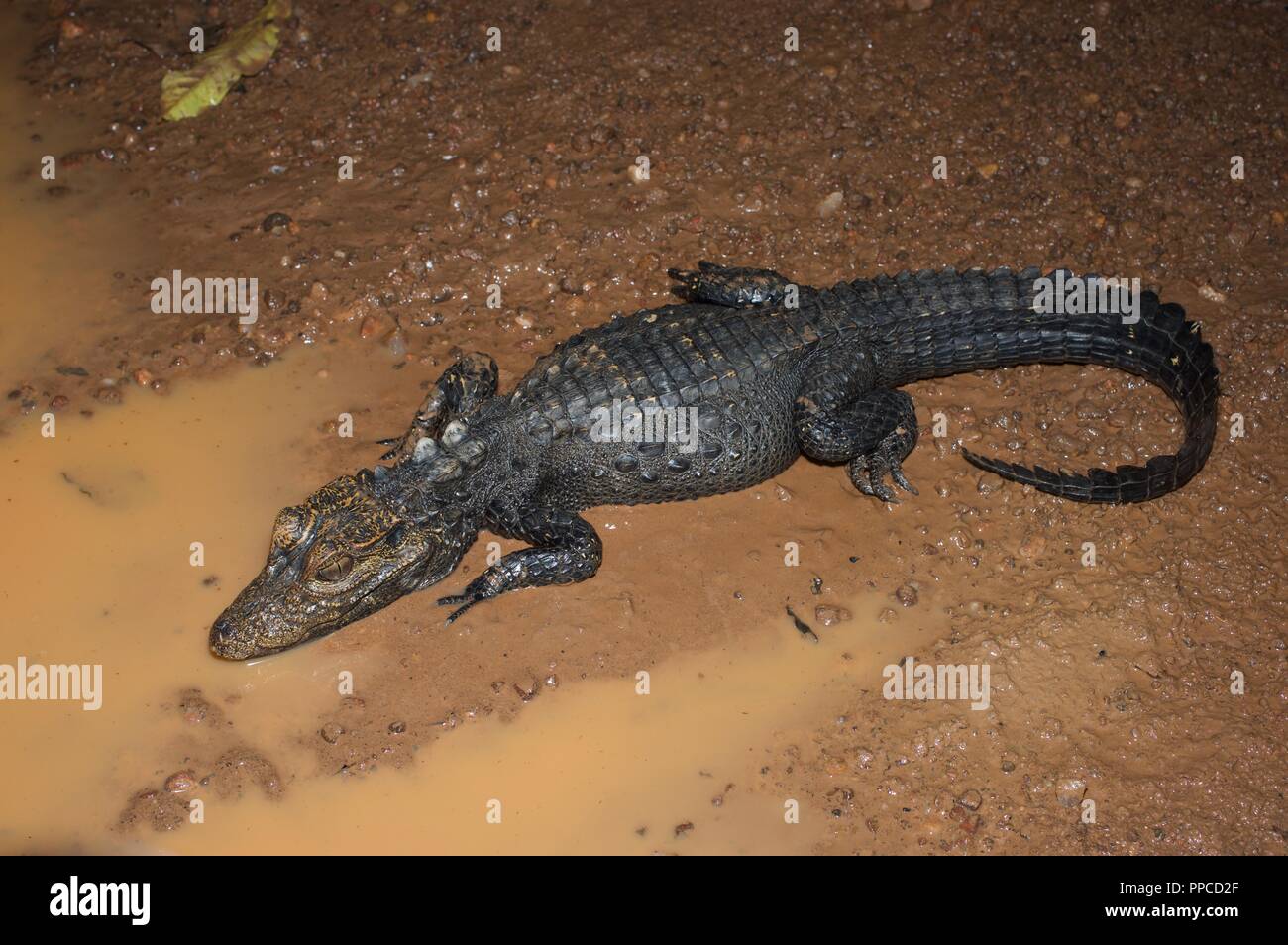 An adult Dwarf Crocodile (Osteolaemus tetraspis) lying near a puddle on ...