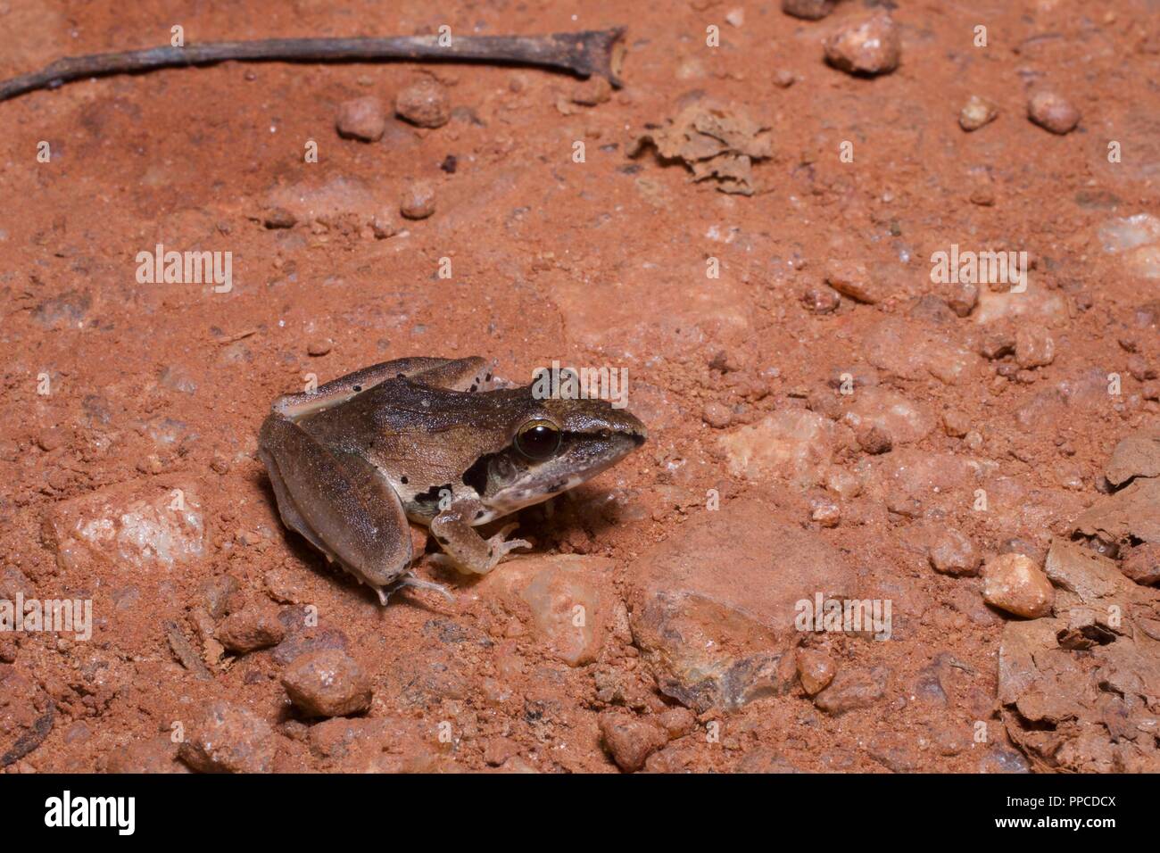 A Snouted Grassland Frog (Ptychadena longirostris) on a dirt path at ...