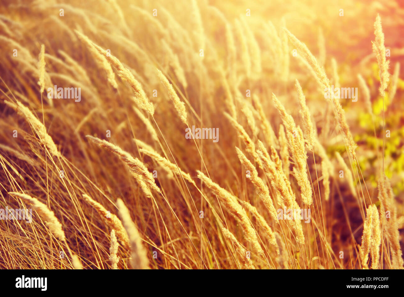 Dry wild plants. Nature background Stock Photo - Alamy