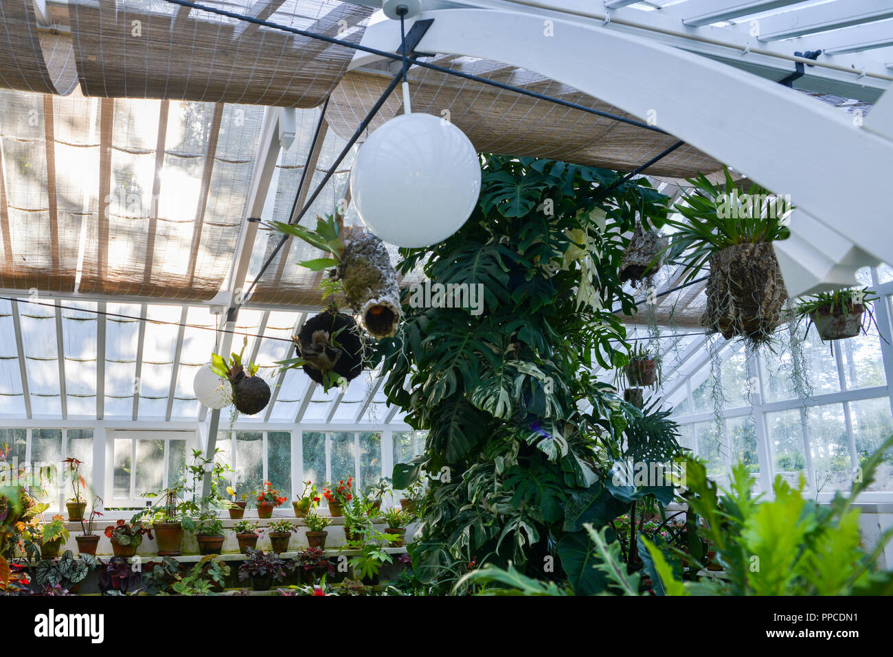 Tropical Plants in a greenhouse at botanic garden Stock Photo - Alamy