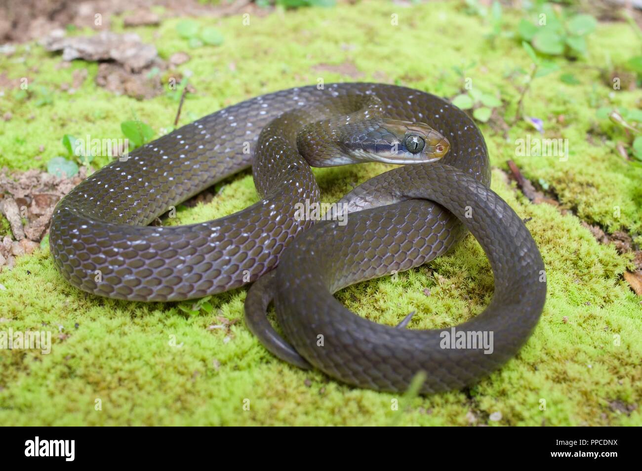 Rainforest snake hi-res stock photography and images - Alamy