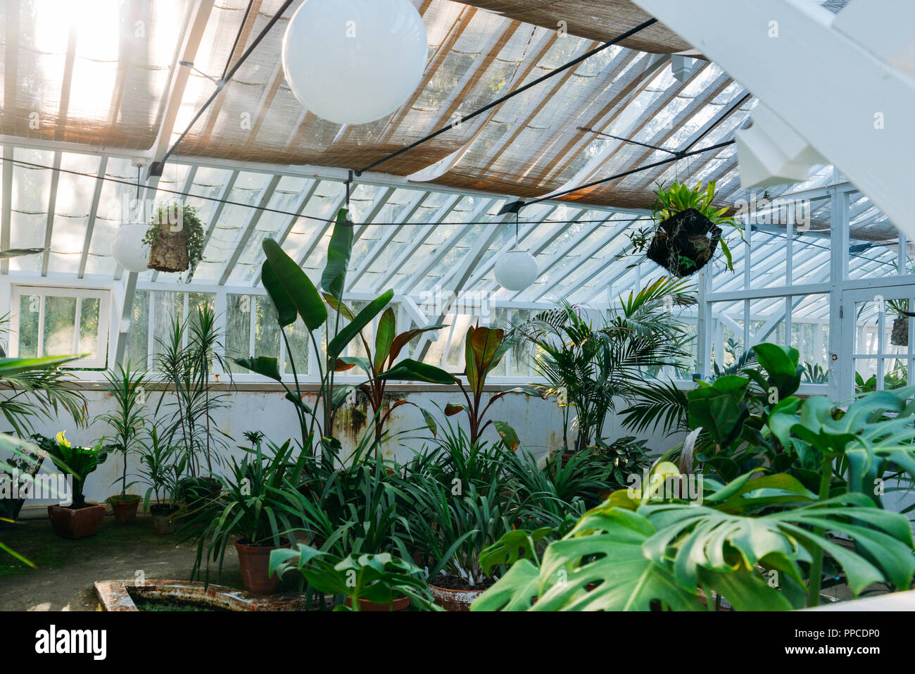 Tropical Plants in a greenhouse at botanic garden Stock Photo - Alamy