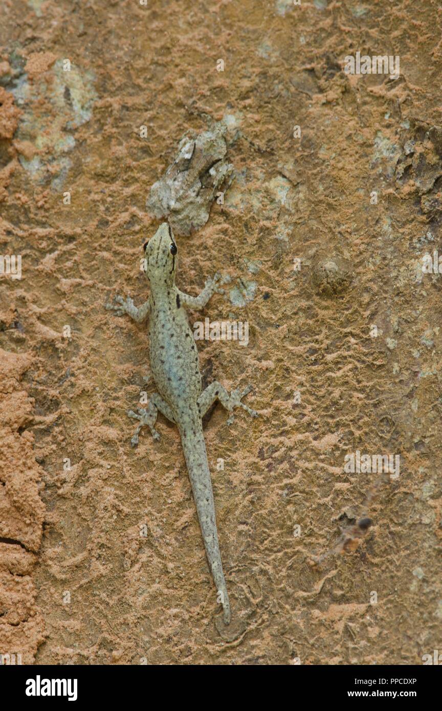 A Cameroon Dwarf Gecko (Lygodactylus conraui) climbing a tree in Bobiri ...