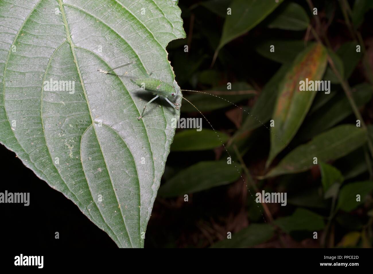 A tiny katydid nymph (family Tettigoniidae) on a leaf at night in Atewa ...