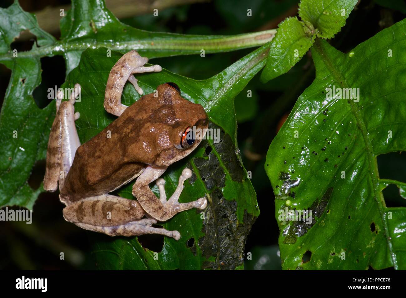 A Night Spirit Frog (Leptopelis spiritusnoctis) in wet leaves at night ...