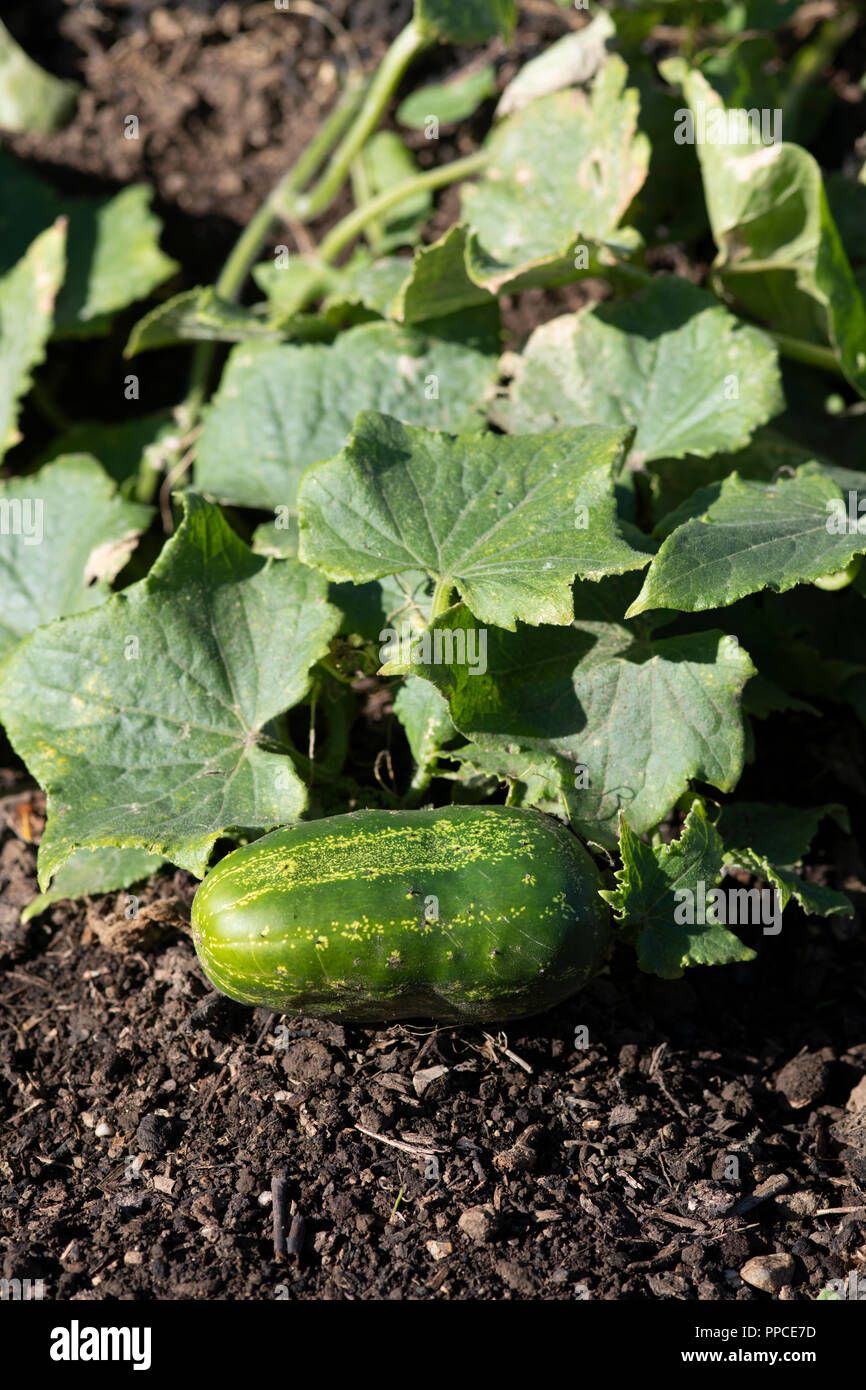 Creeping cucumber plant hi-res stock photography and images - Alamy
