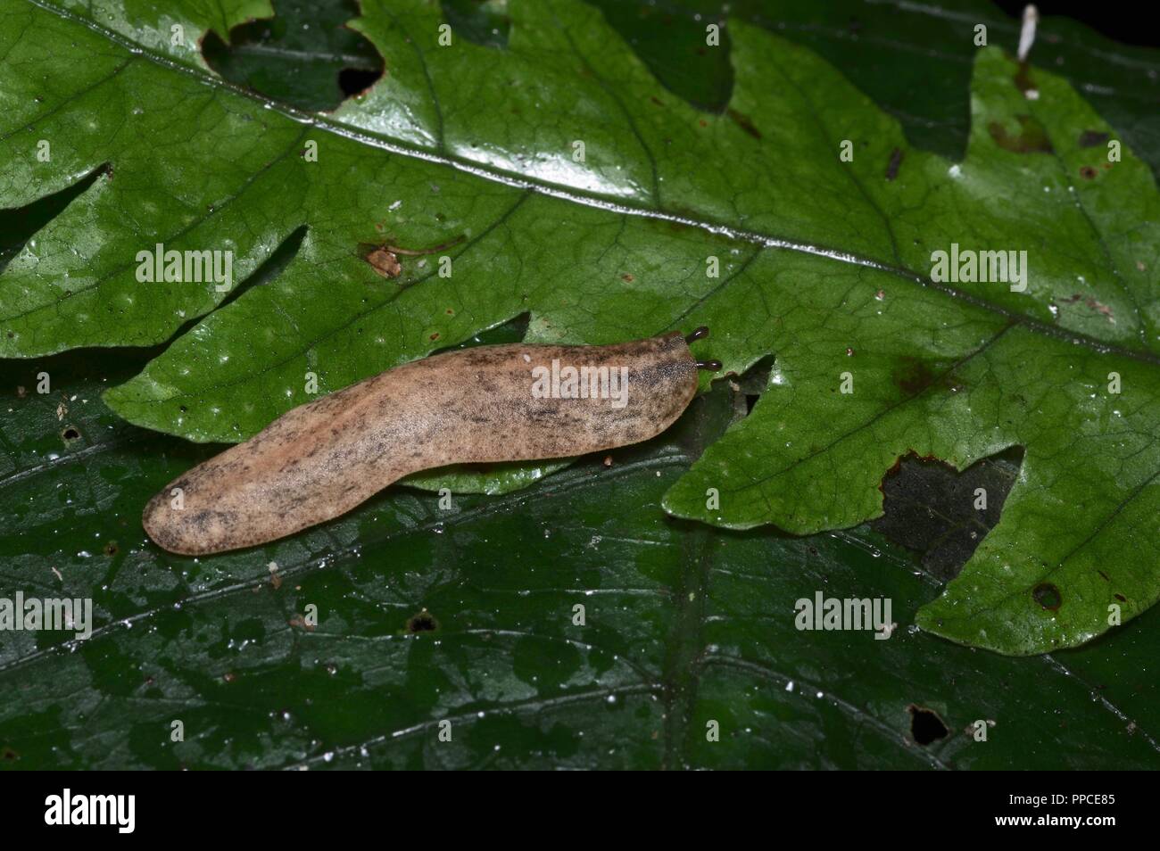 Night wildlife hi-res stock photography and images - Alamy