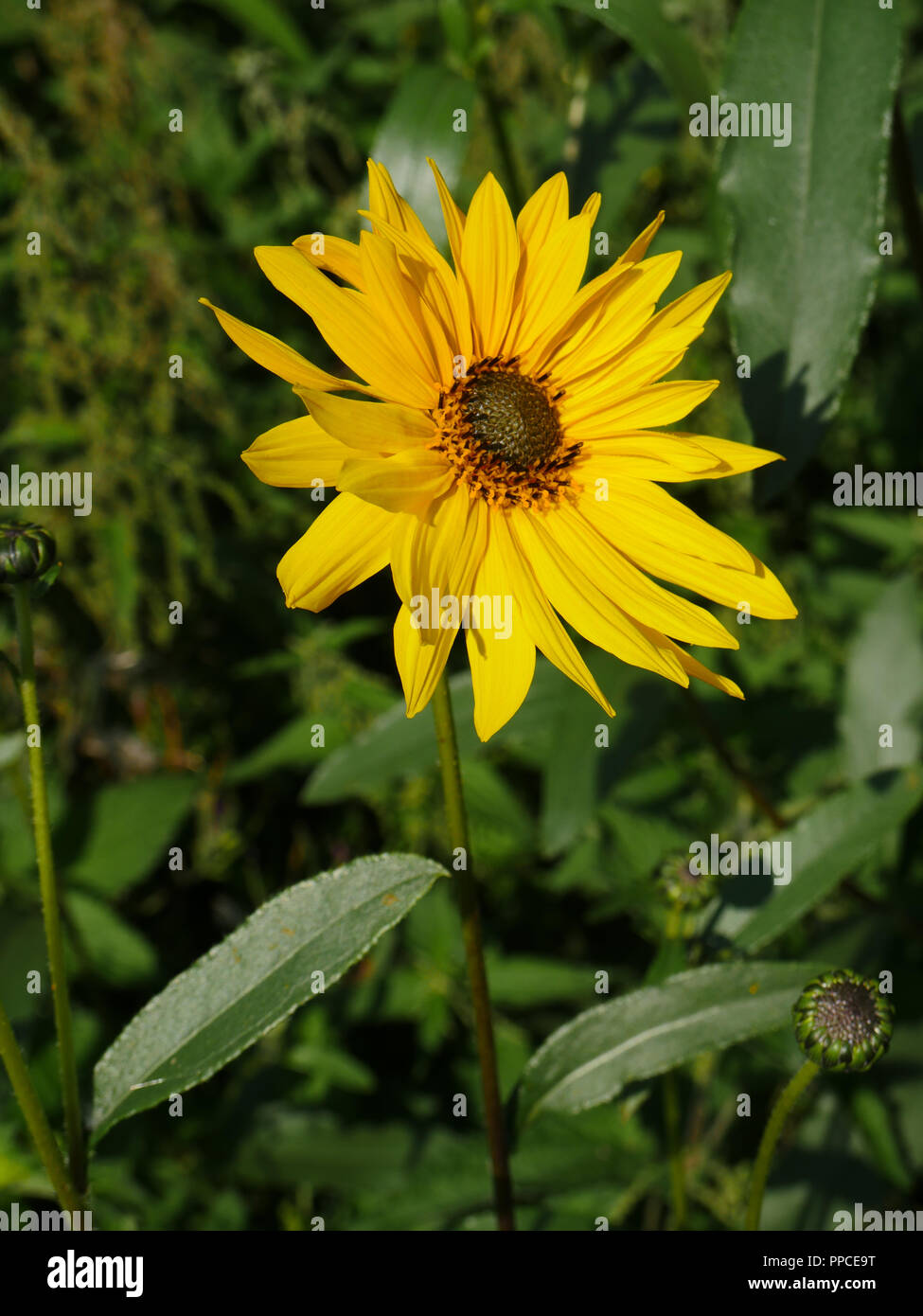 Helianthus flower hi-res stock photography and images - Alamy
