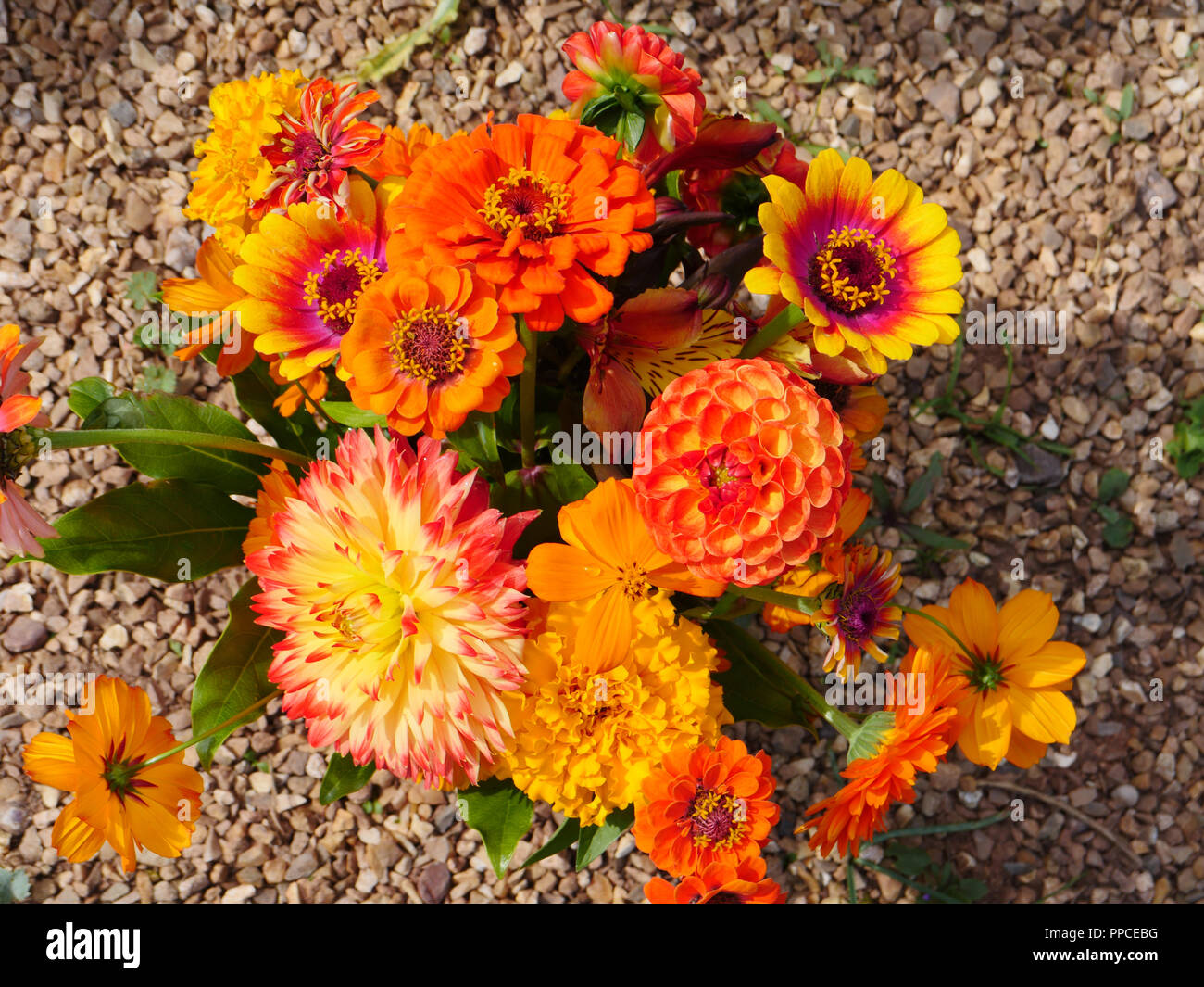 Orange flowers from above Stock Photo - Alamy