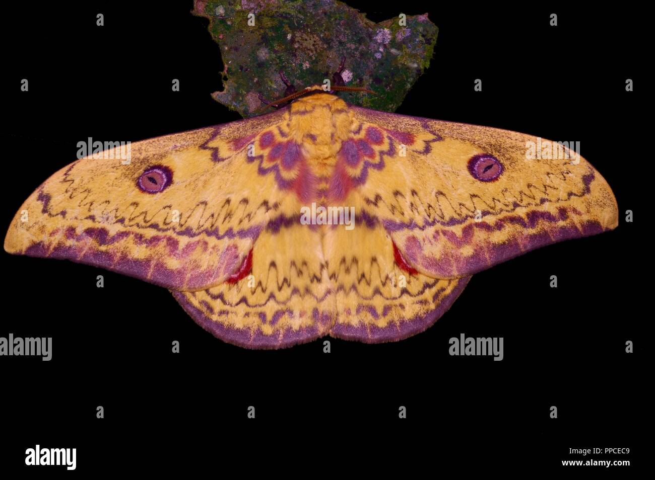 Silk moth hi-res stock photography and images - Alamy