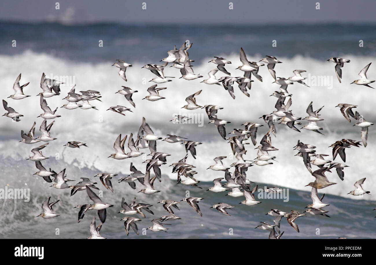 Birds with waves hi-res stock photography and images - Alamy