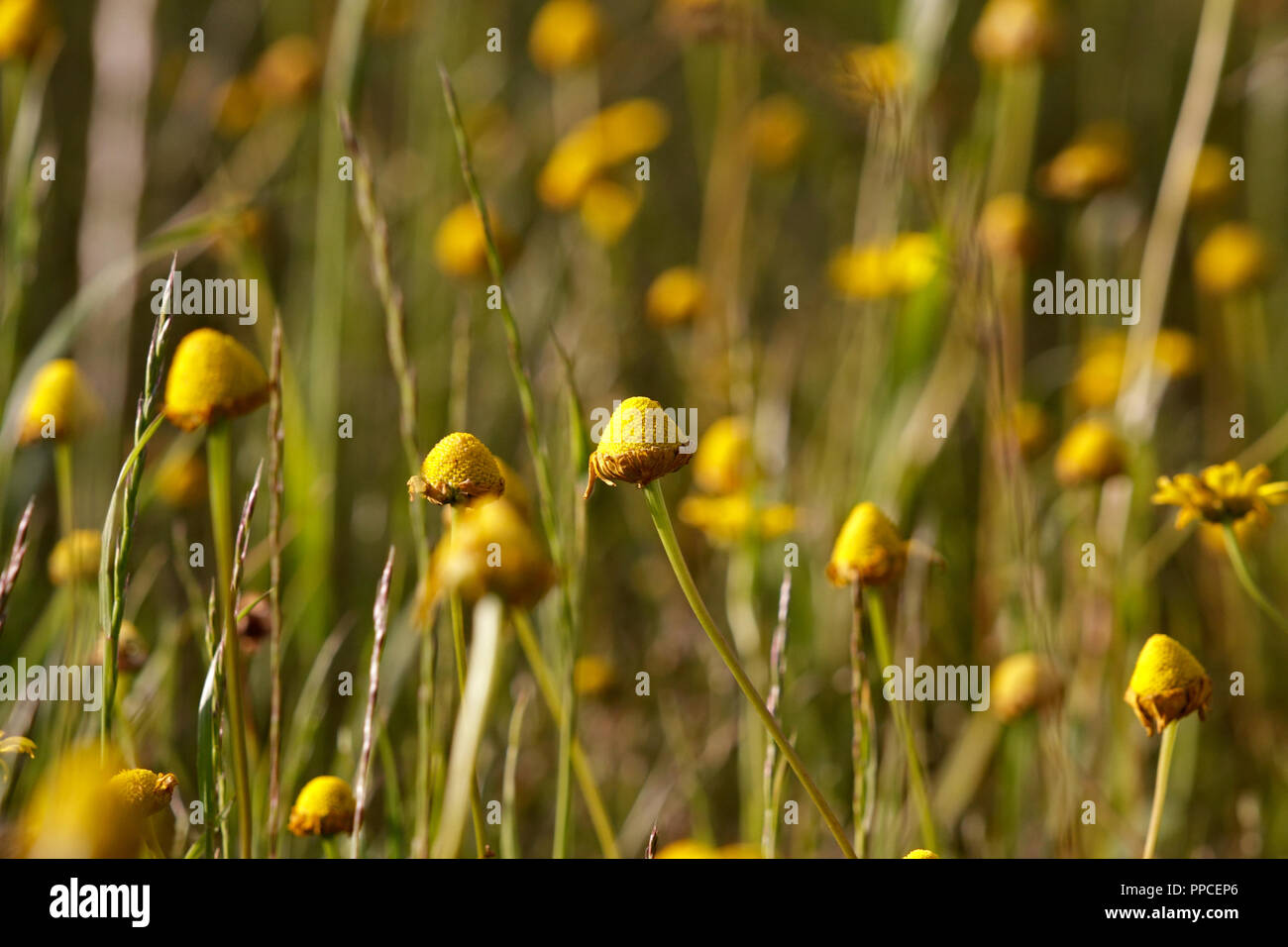 Beautiful european yellow meadow in the beginning of spring Stock Photo ...