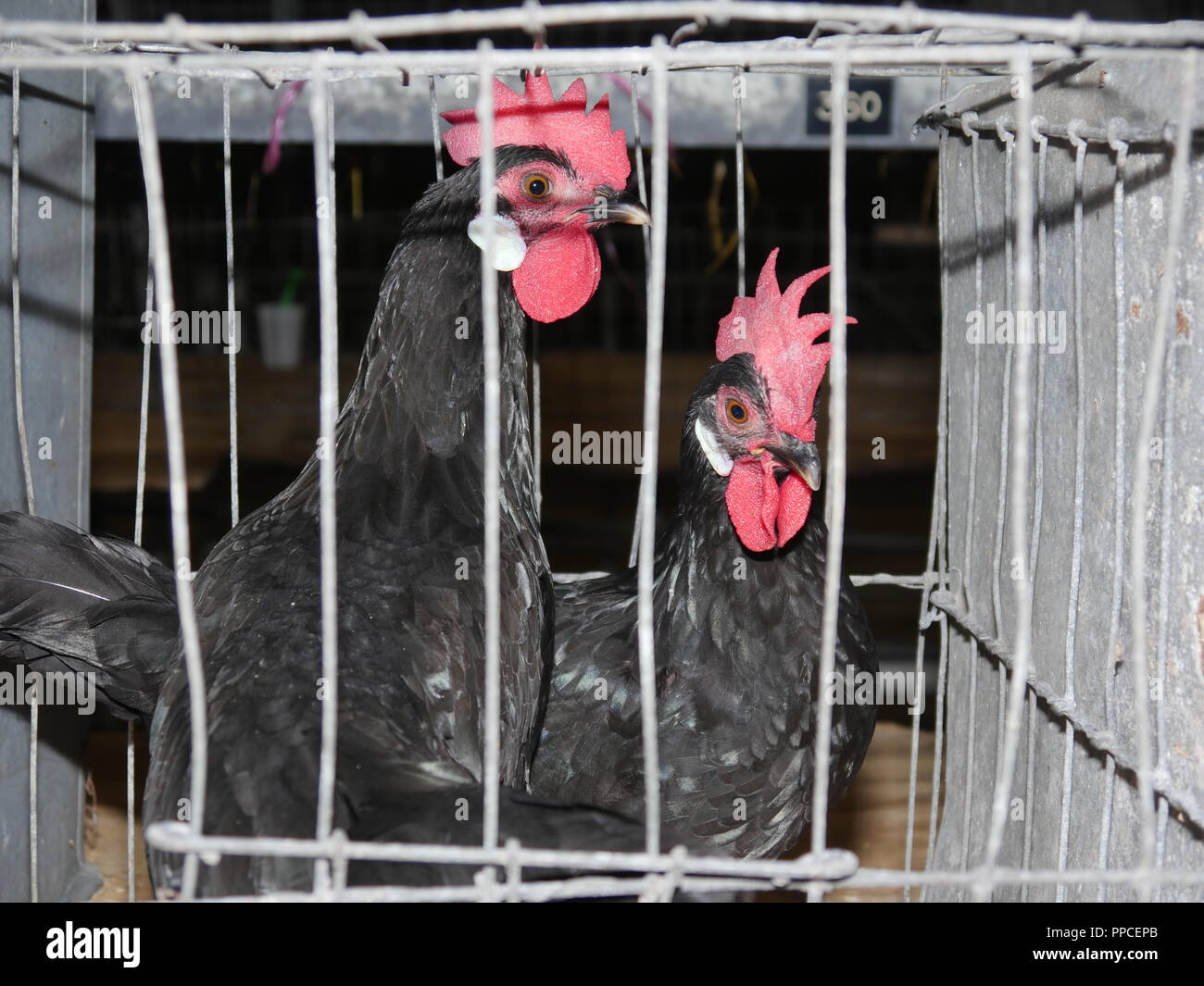 Chickens for sale at livestock market auction Stock Photo - Alamy