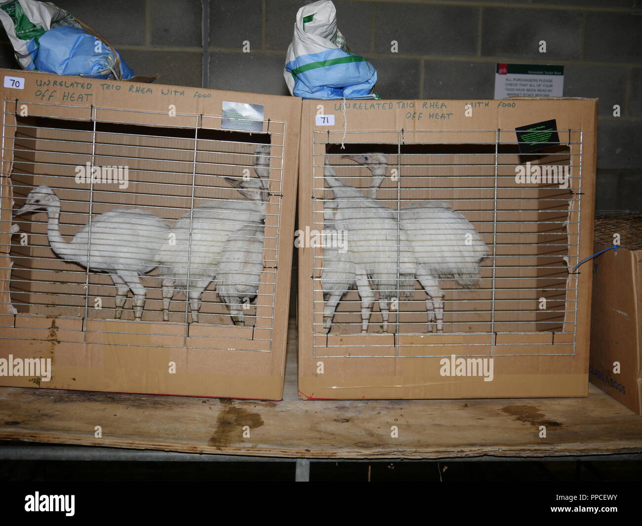Rhea chicks for sale with food in box at Bridgwater Market Somerset UK ...