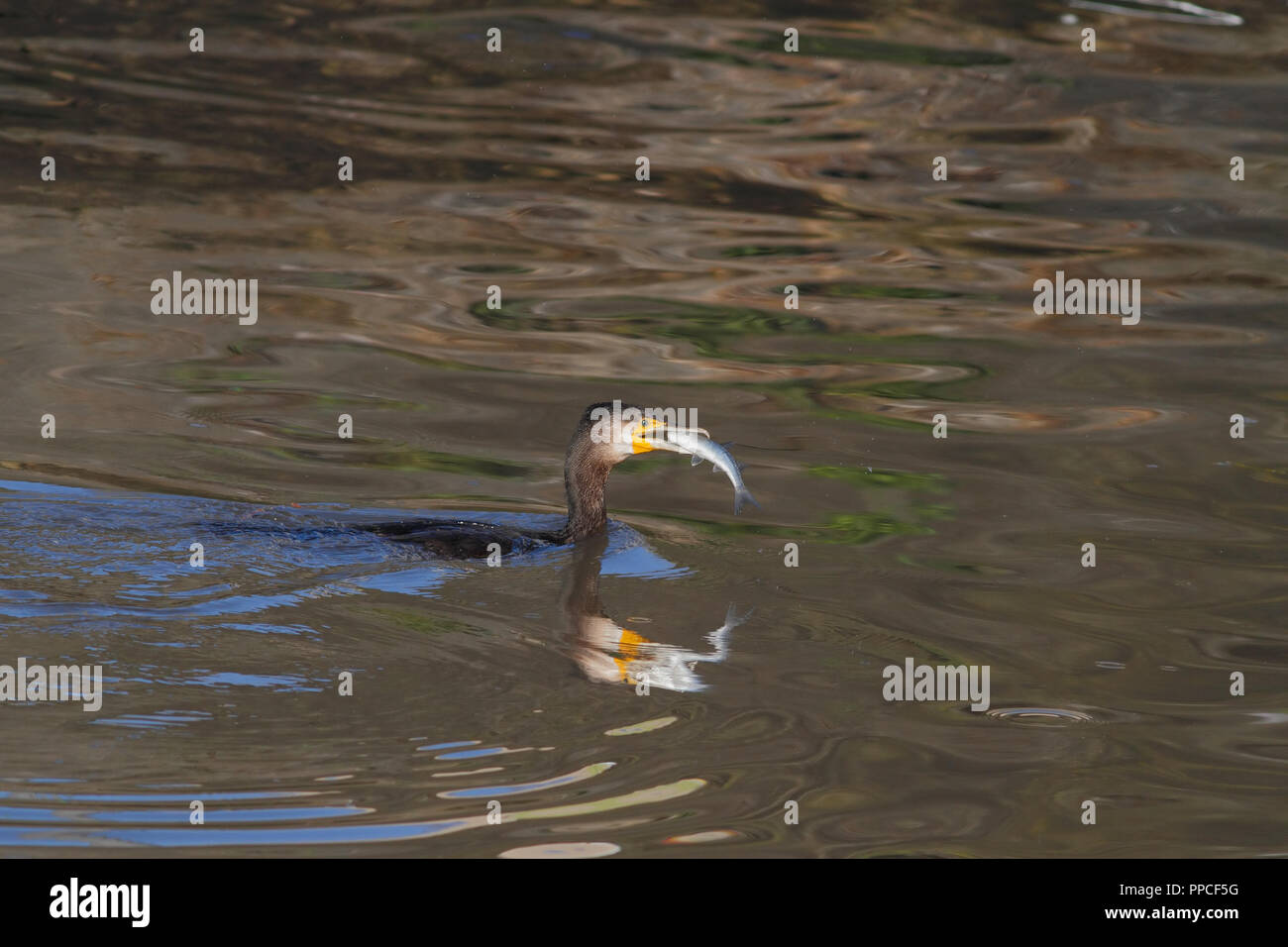 Cormorant eating a fish - mullet - that had just caught in the river ...