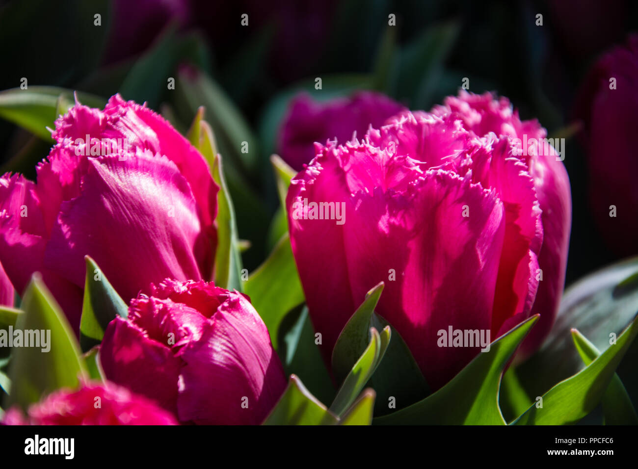Tulipsform a genus of spring-blooming perennial herbaceous bulbiferous ...