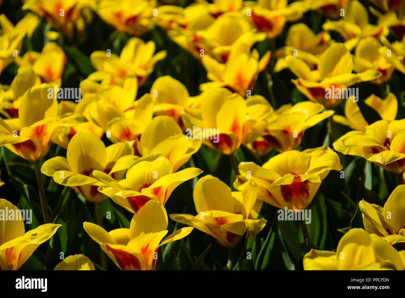 Perennial herbaceous bulbiferous geophytes hi-res stock photography and ...