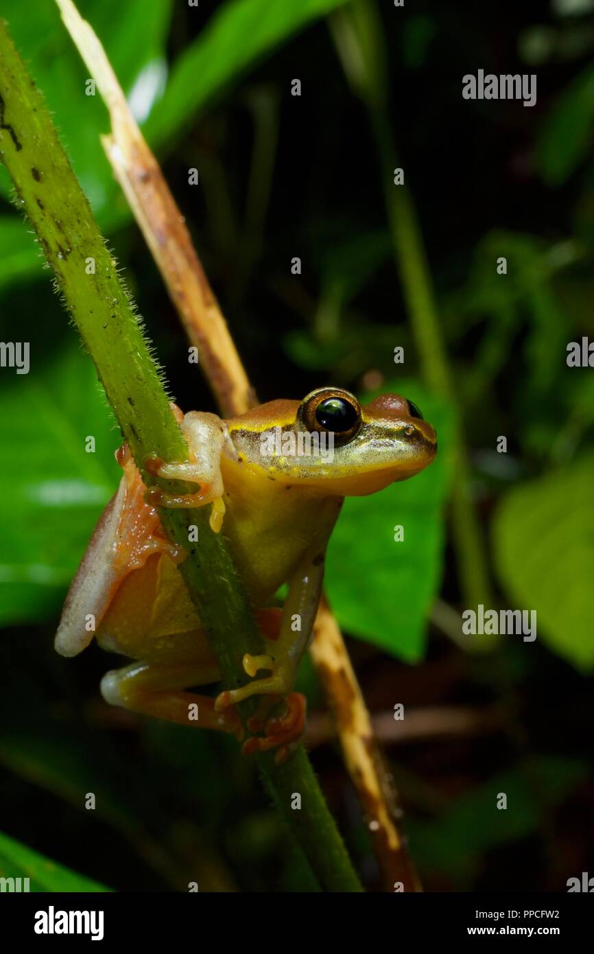 A Variable Montane Reed Frog (Hyperolius picturatus) in vegetation at ...
