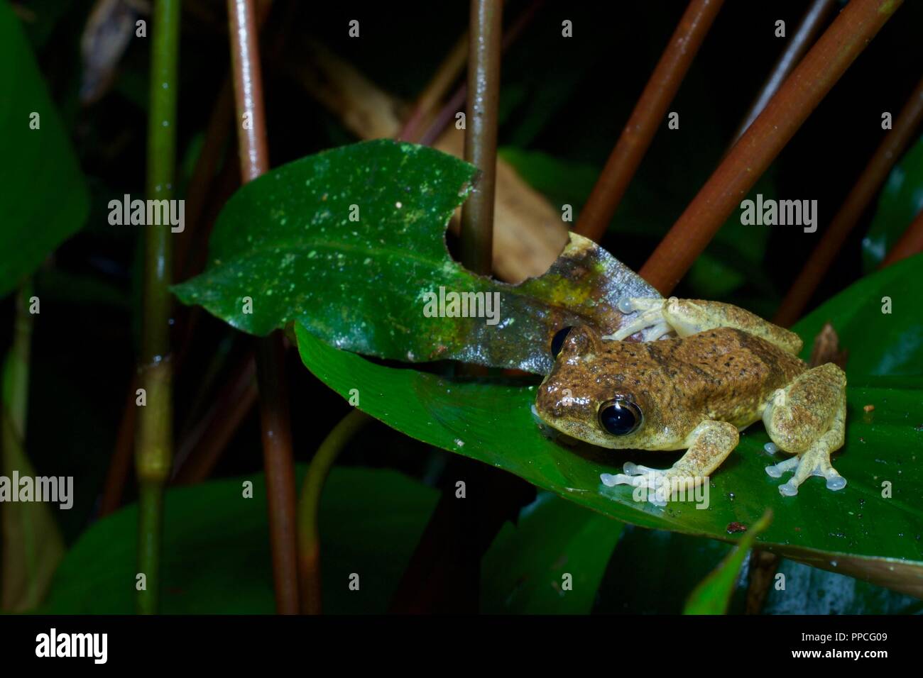 African foam nest treefrog hi-res stock photography and images - Alamy