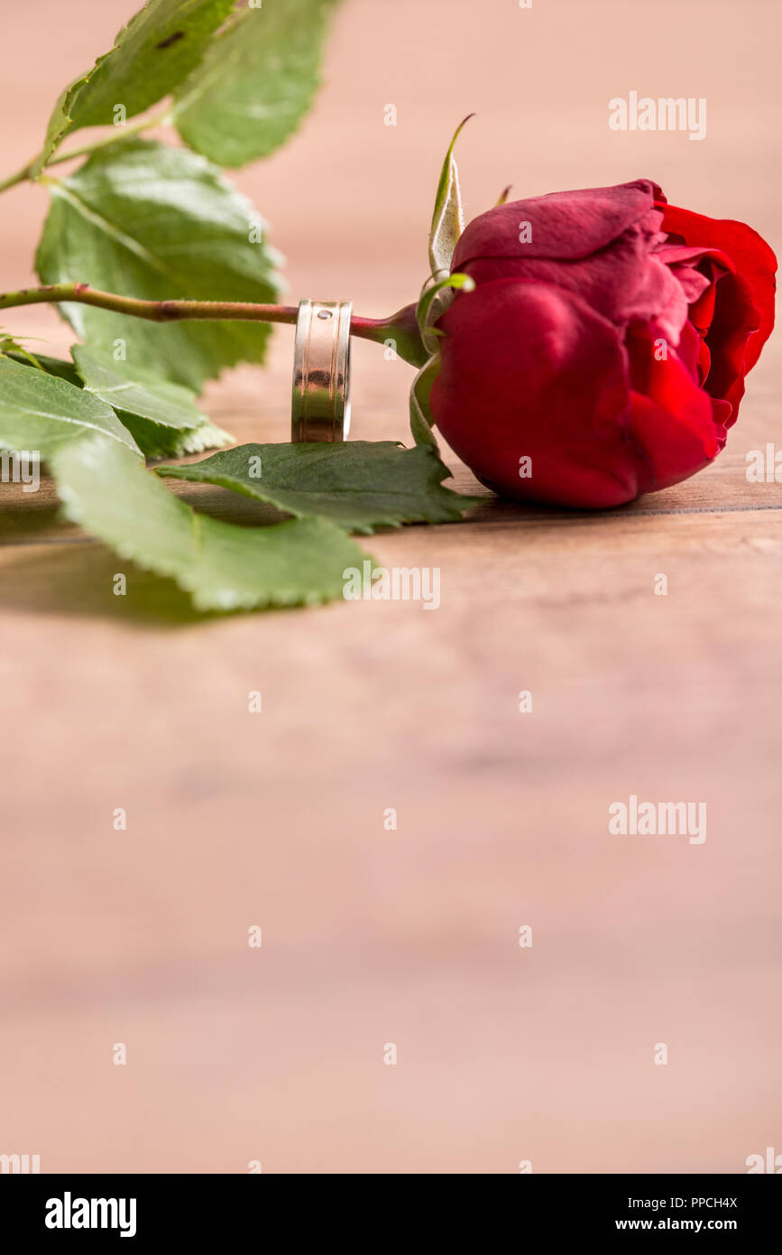 Romantic engagement ring on a stem of single fresh red rose symbolic of ...
