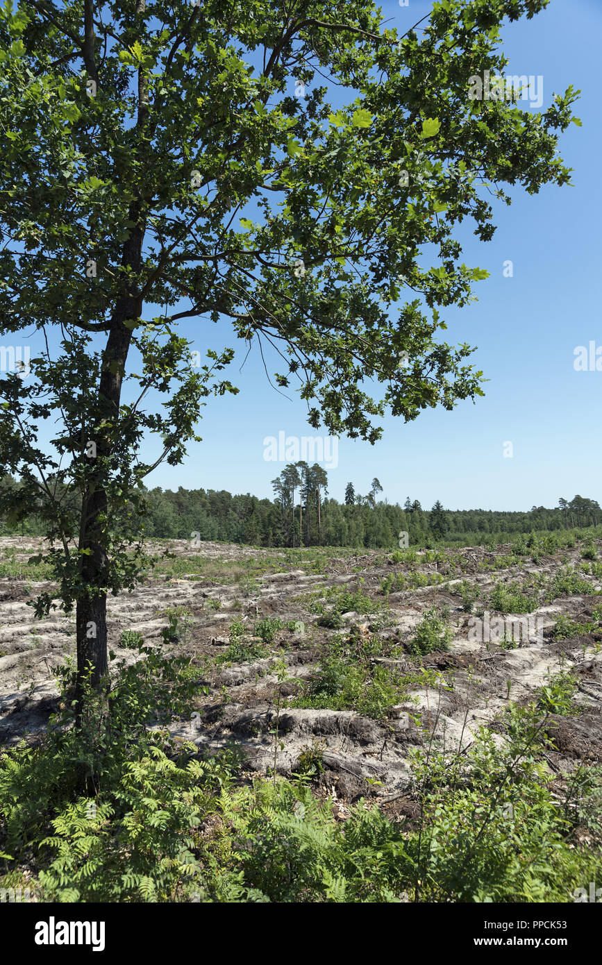 Forest area after logging, but life revives. Forestry Stock Photo - Alamy