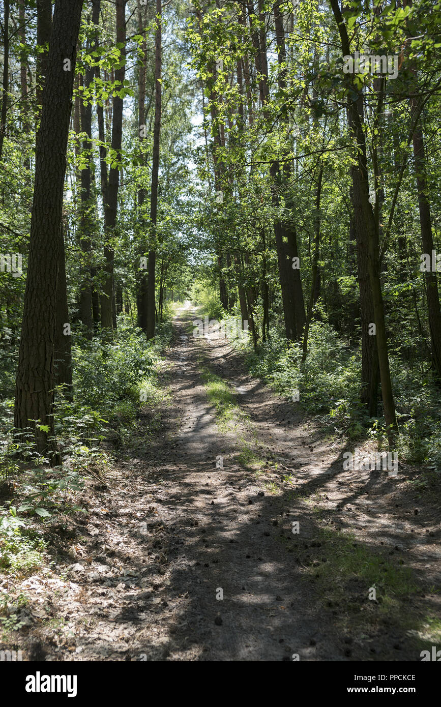 The forest path and a warm summer day encourage you to wander Stock ...