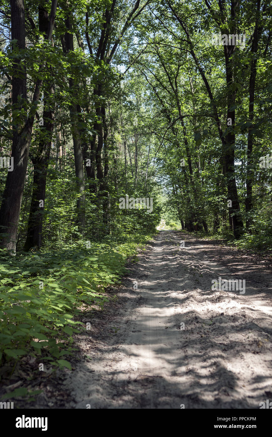 The forest path and a warm summer day encourage you to wander Stock ...