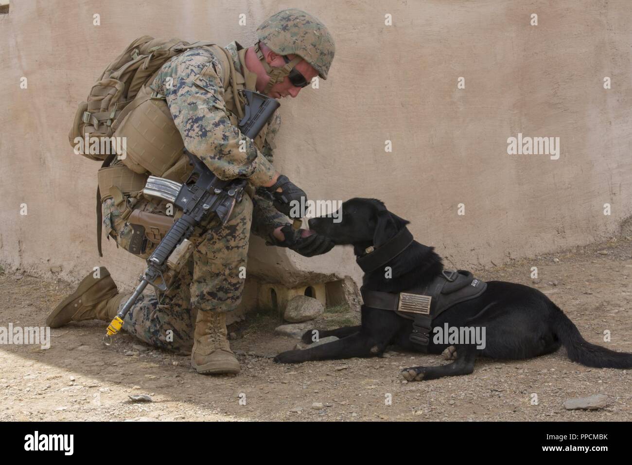 U.S. Marine Corps Cpl. Richard Fox, a working dog handler with 1st Law ...