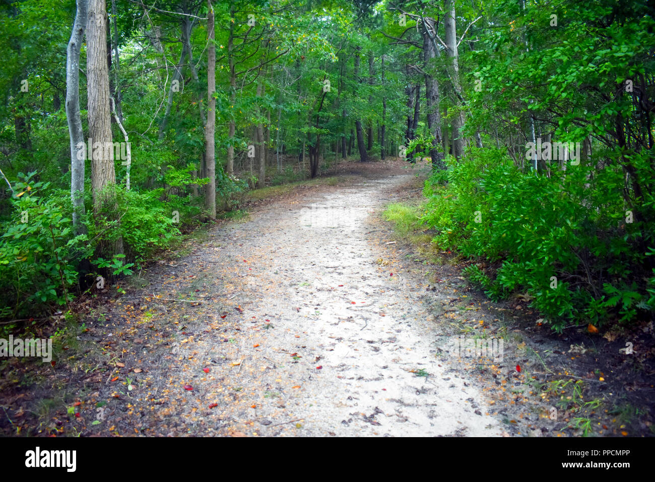 Dirt pathway in heavily wooded area after a rain shower Stock Photo - Alamy