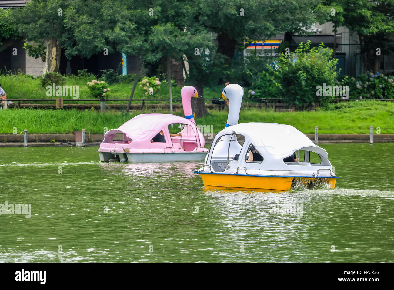 Swan Boats in Shinobazu Pond, Ueno Park, Japan Stock Photo - Alamy