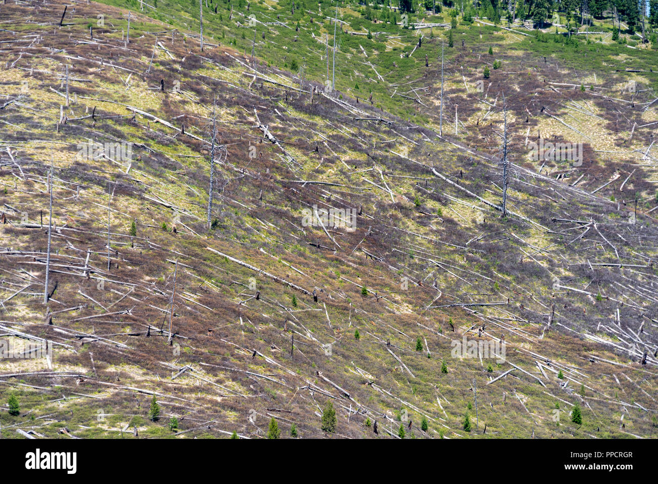 Hundreds of burned trees in the Sawtooth Wilderness mountains of Idaho ...