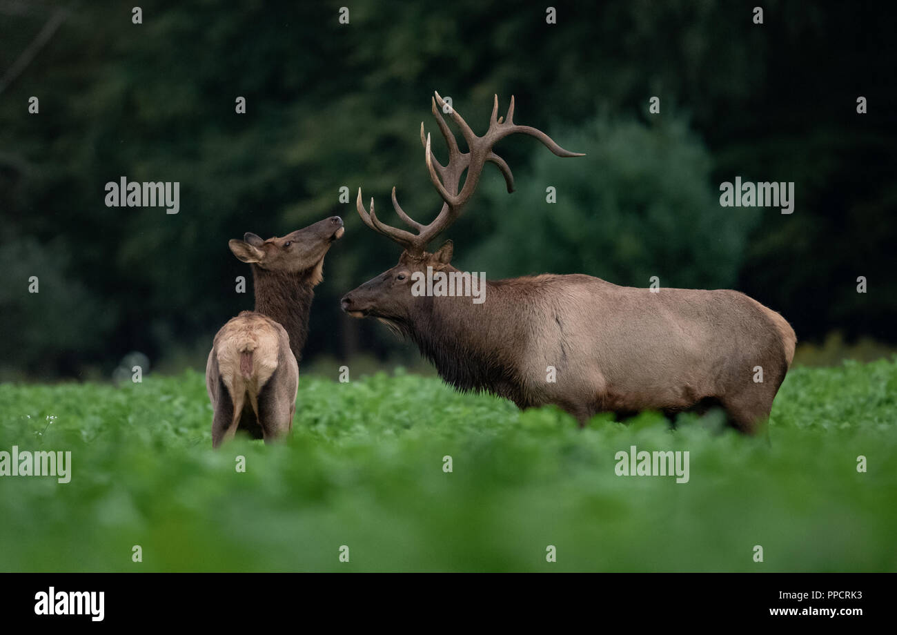 Elk mating hi-res stock photography and images - Alamy