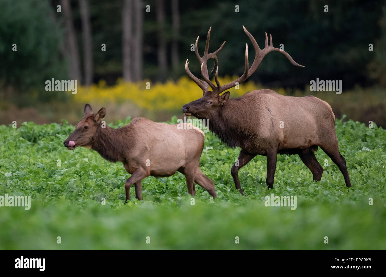 Elk Mating Season in the Meadow Stock Photo - Alamy