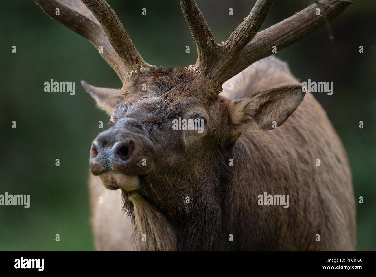 Elk mating hi-res stock photography and images - Alamy