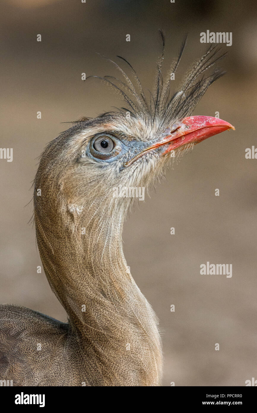 Portrait of red-legged seriema Cariama cristata in Parque das Aves ...